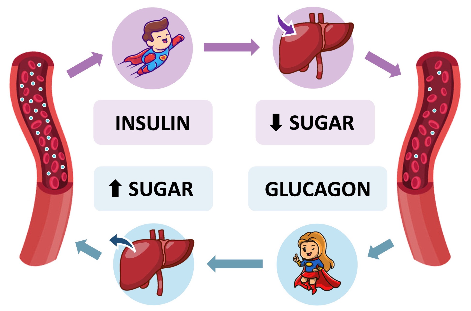 Glucose Regulated Diagram Lecture 18